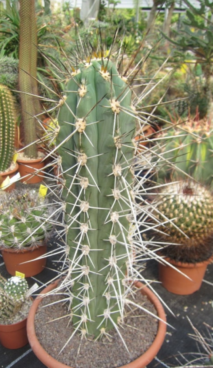 Stetsonia Coryne Cactus Seeds\u00a0 Craft Supplies & Tools Floral ...