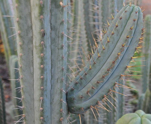 Trichocereus peruvianus (Peruvian Torch Cactus) x50 Fresh Seeds | Oz ...