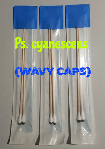 Ps. cyanescens (Wavy Caps) - Mushroom Spore Swab Set x1 - For ...