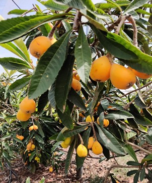 Fruit Picking in Gimzo - Pesach 2025
