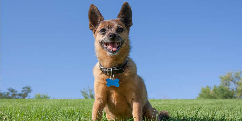 How to Register Your Dog in Denver? - Susie’s CBD Treats