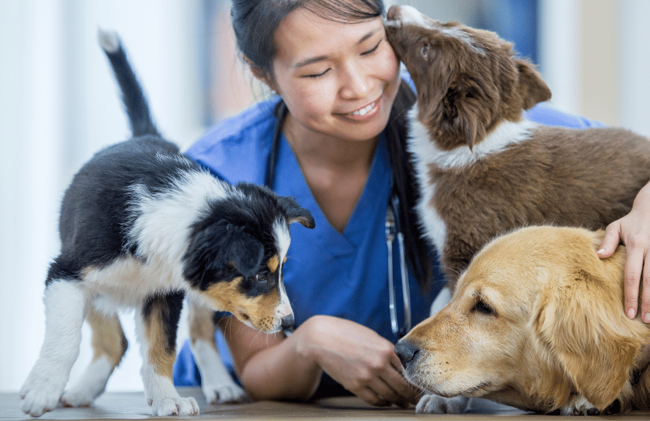 What are Natural Remedies for Dogs in Pain? - Susie’s CBD Treats