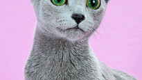 What is a Color-Point Russian Blue