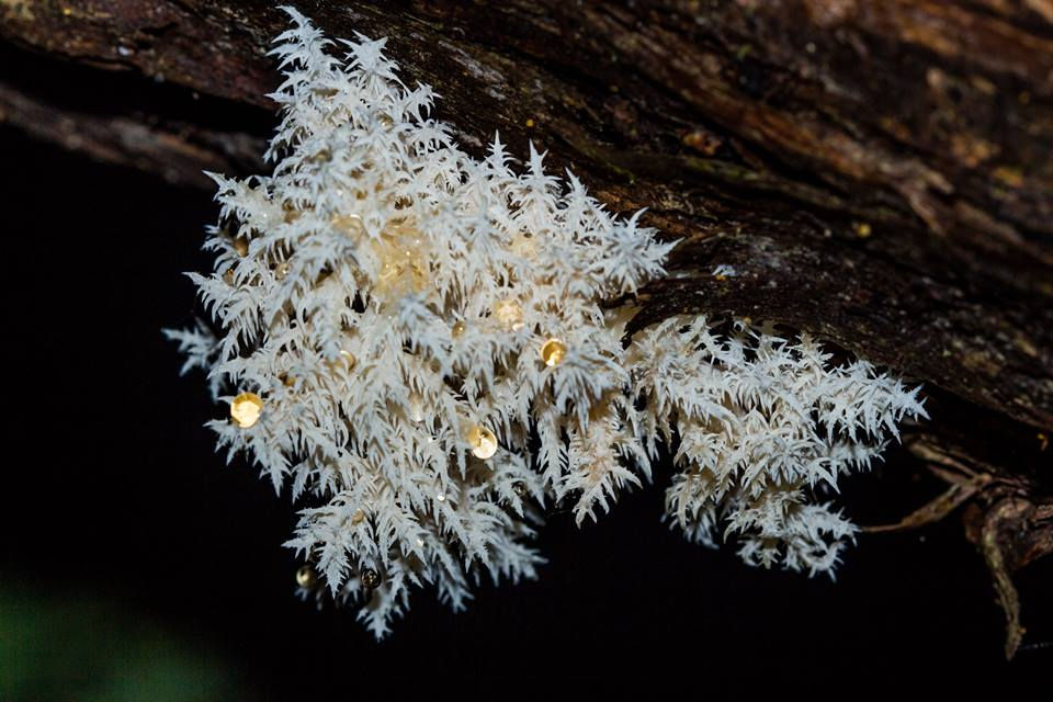 Tasmanian Spine Fungi