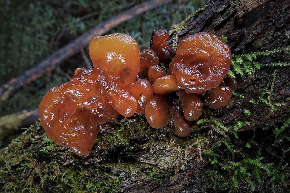 Jelly fungi gallery | TASFungi