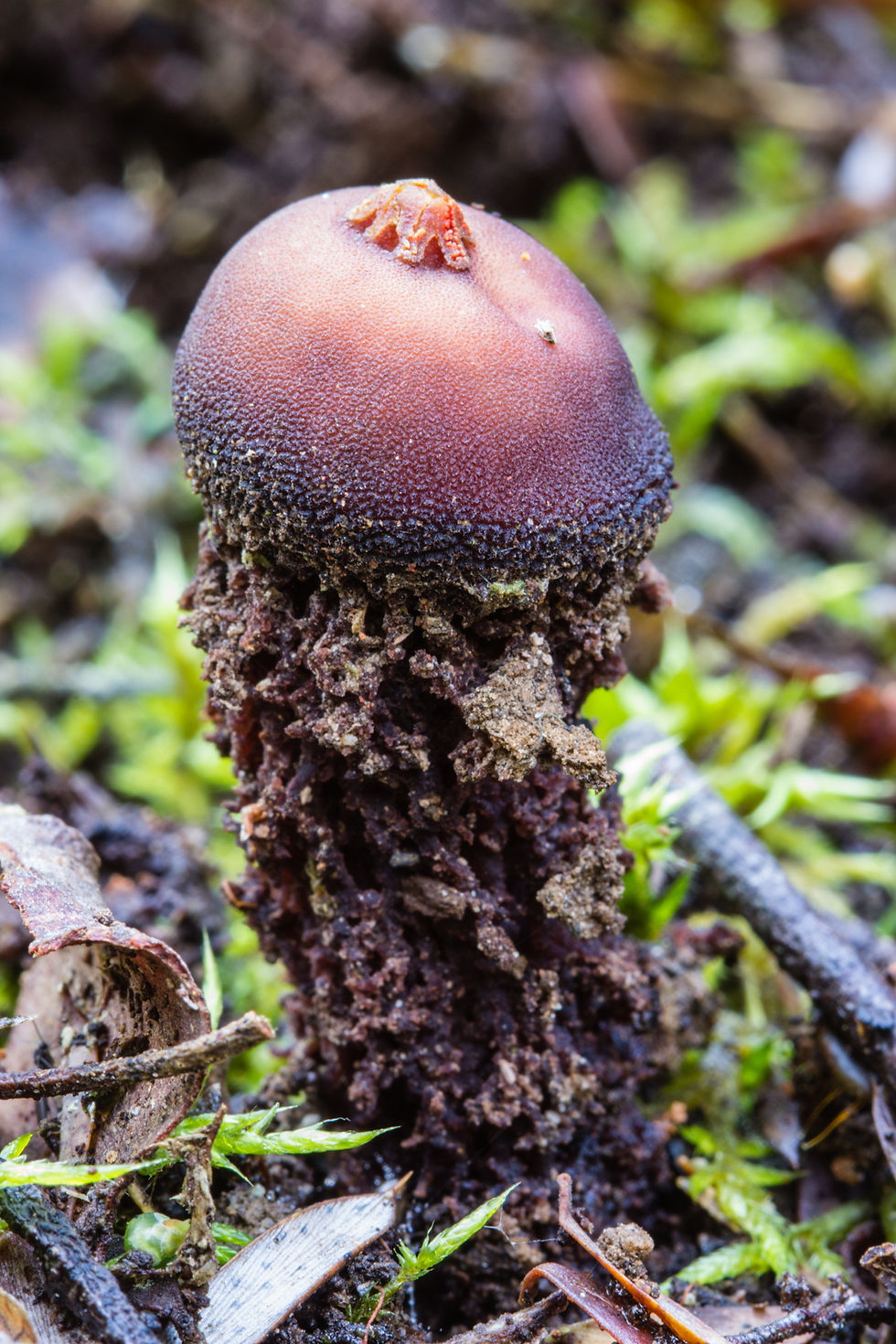Puffball fungus gallery | TAS Fungi