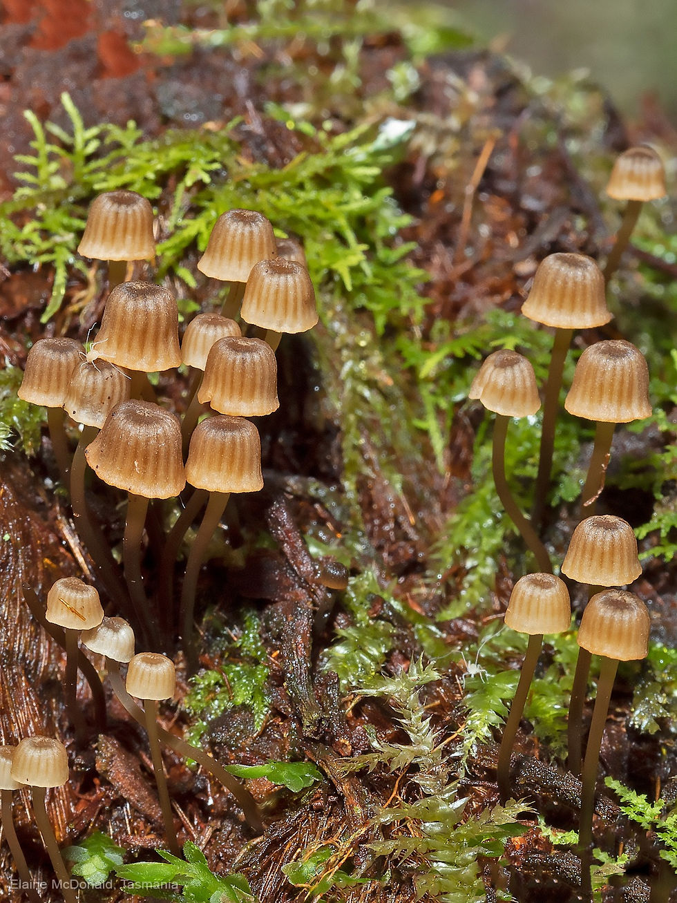 Brown coloured fungi | TASFungi