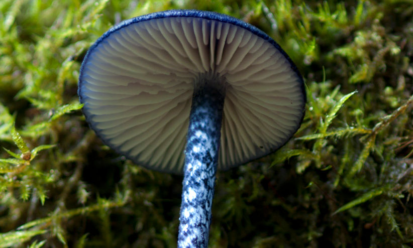 Blue coloured fungi | TASFungi