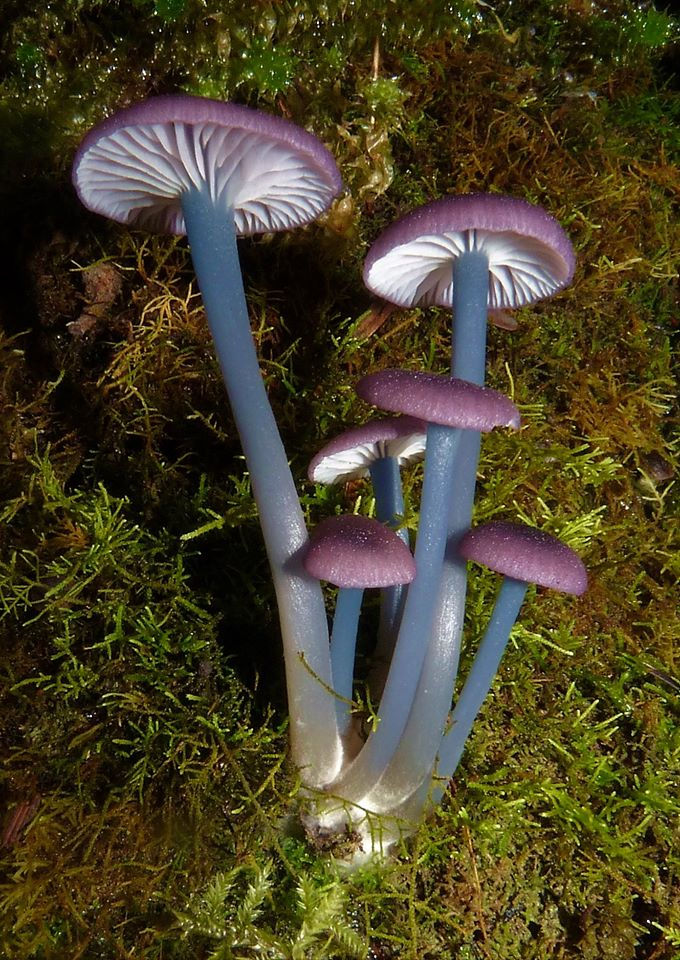 Blue coloured fungi | TASFungi