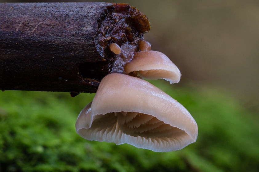 IDENTIFY IT! | TASFungi
