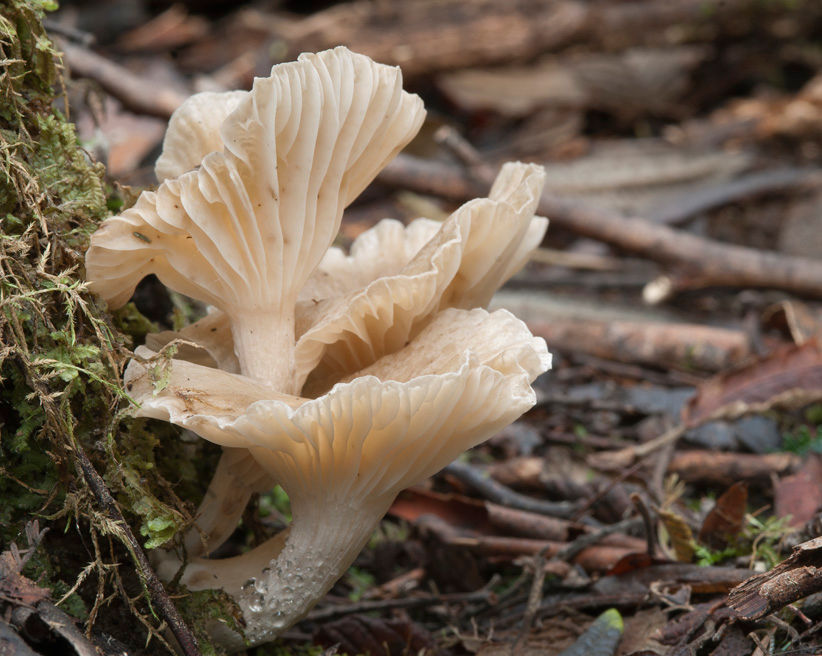 White and cream coloured fungi | TASFungi