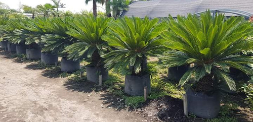 Palma Cica Revoluta | Vivero Jisaac