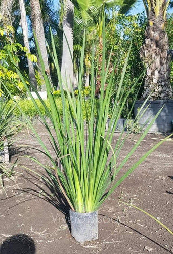 Lirio Persa | Vivero Jisaac