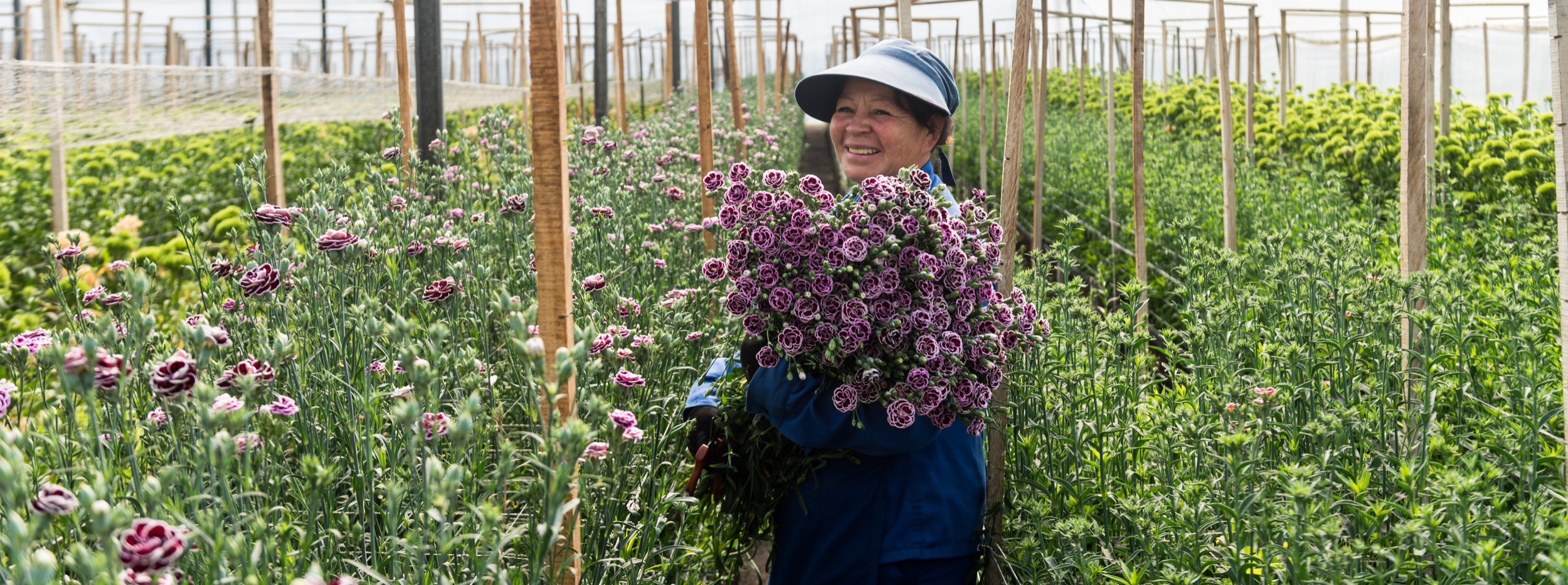 SOCIAL + ENVIRONMENTAL | La Gaitana Farms - Colombian Flowers