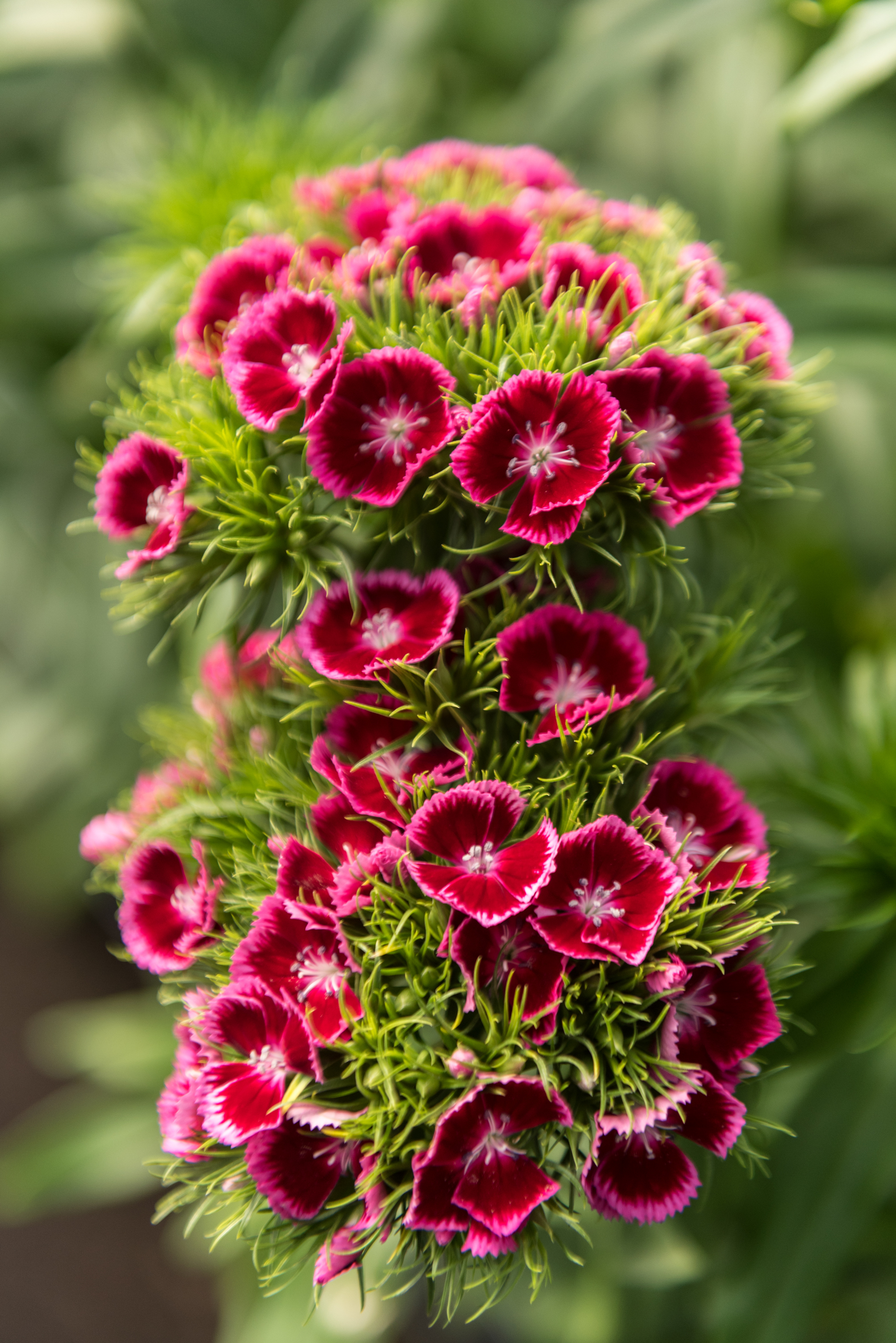 ABOUT US | La Gaitana Farms - Colombian Flowers