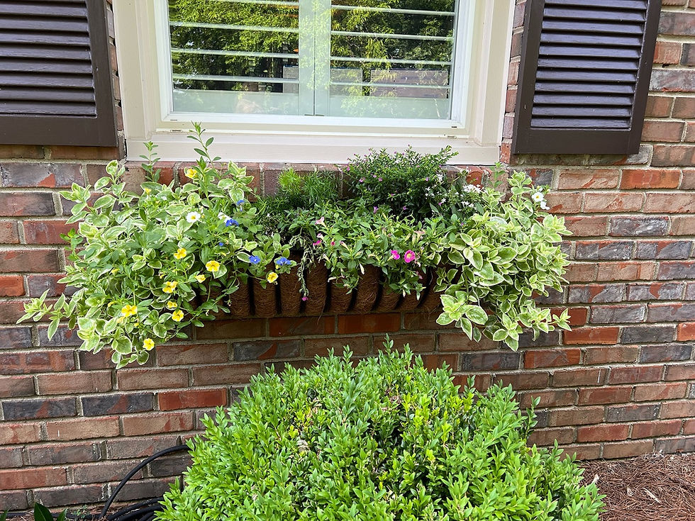 Wrought Iron Window Boxes | United States | Window Gardens Direct