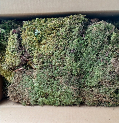 Green Floral Sheet Moss | WindowGardensDirect