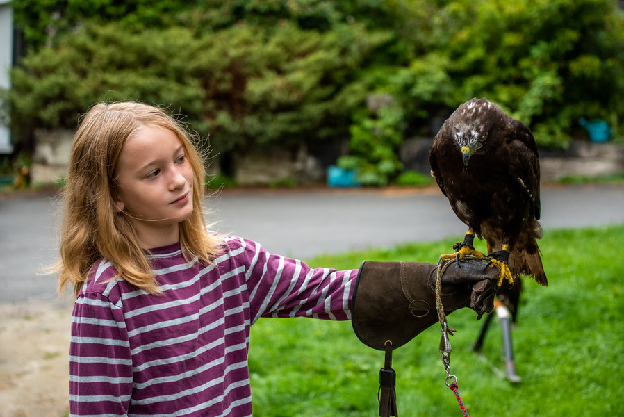 Interactive Demonstration | Talon and Bark Falconry