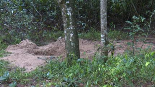 Quadrilha de faccionados sequestra 'rivais' e um é achado morto em cova ...