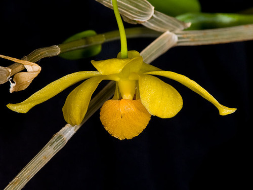 Dendrobium chrysocrepis | Orchid's Scent