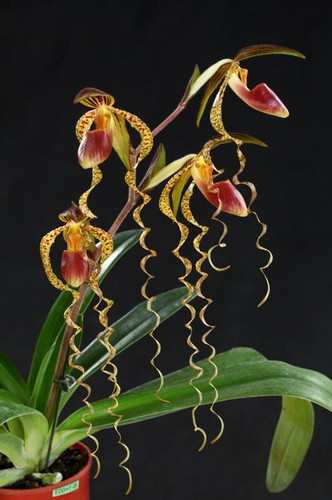 Paphiopedilum Paph Chiu Hua Dancer | Orchid's Scent