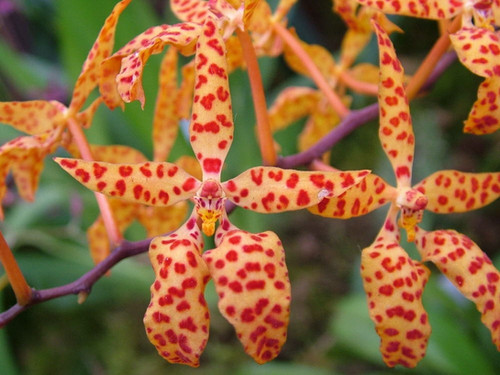 Renanthera monachica | Orchid's Scent