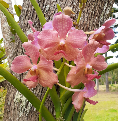 Vanda Vantui Pink | Orchid's Scent