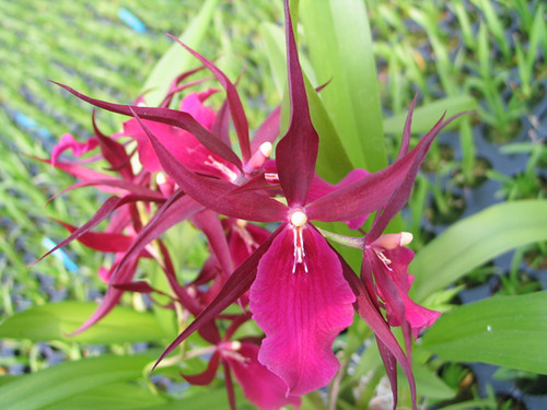 Miltassia Royal Robe #ARI5 | Orchid's Scent