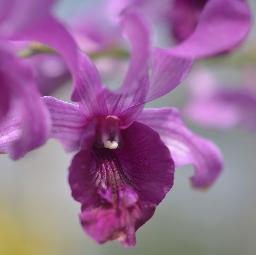 Dendrobium | Orchid's Scent | Queensland