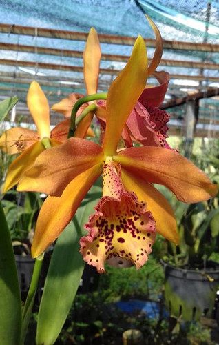 Rby. Cooper Queen 'HR' | Orchid's Scent