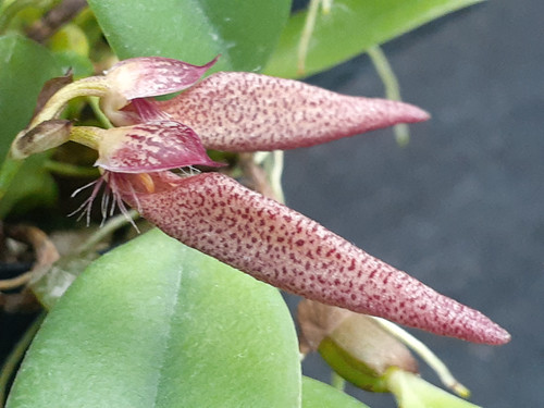 Bulbophyllum mirum | Orchid's Scent