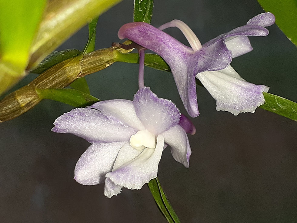Dendrobium cumulatum | Orchid's Scent