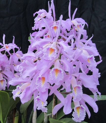 Cattleya maxima 'tall type' | Orchid's Scent
