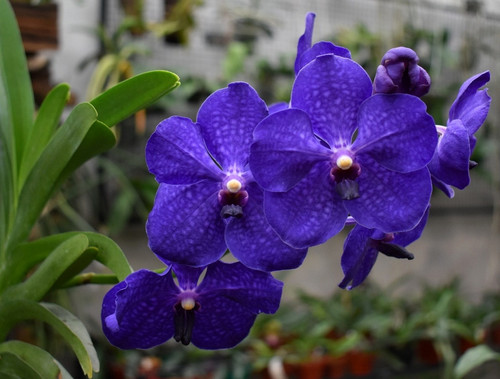 Vanda Pachara Delight 'Blue' | Orchid's Scent