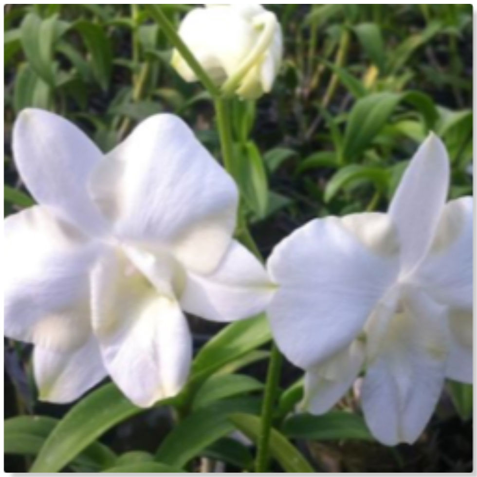 Dendrobium | Orchid's Scent | Queensland
