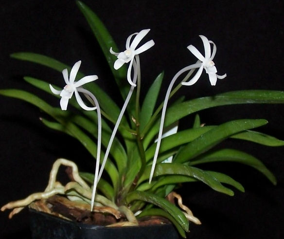 Neofinetia falcata | Orchid's Scent