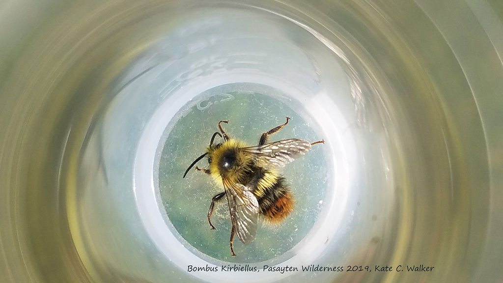 Home | Washington Native Bee Society