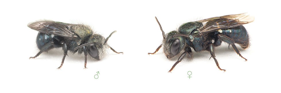 The green bees of Washington State