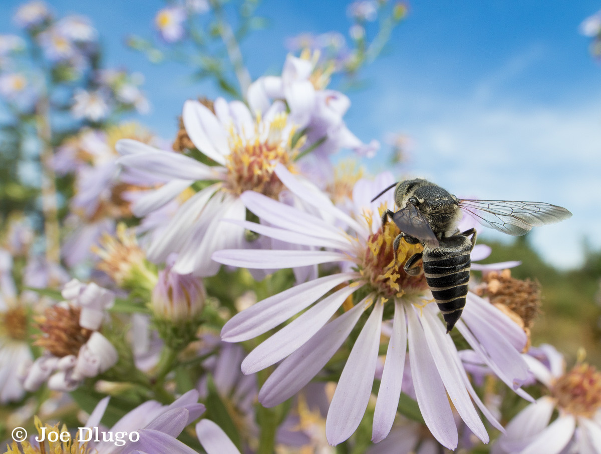 Home | Washington Native Bee Society