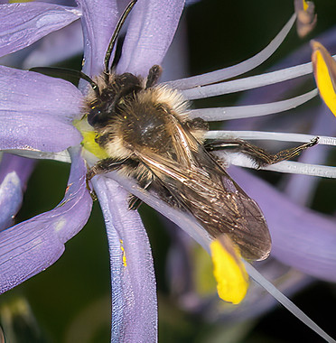 Home | Washington Native Bee Society