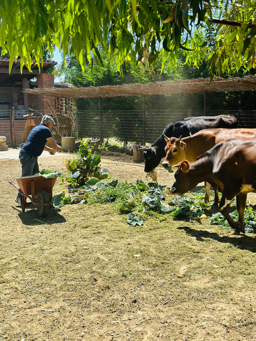 The Farm | Blerina Agritourism