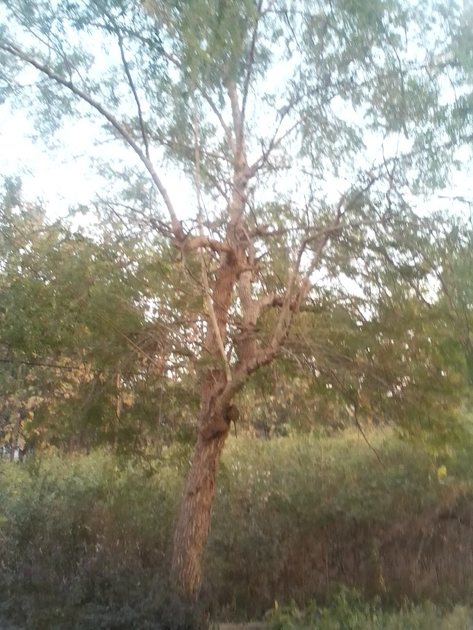 आइए जानें मुनगा पेड़ से मिलने वाले लाभ के बारे में