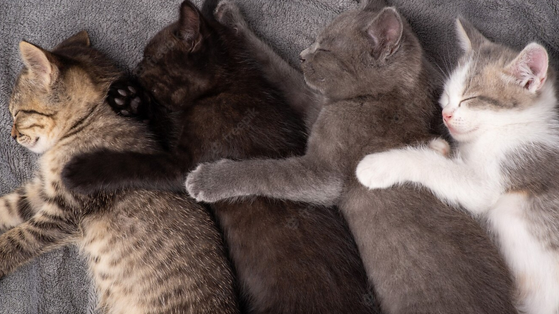 Cuddle Party Thetantricmama