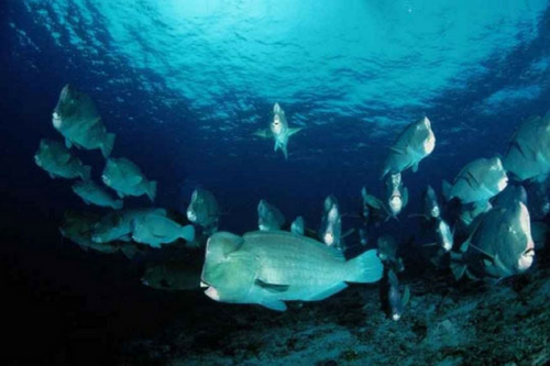 Mabul Island Honeymoon Package 2023/2024-3 Days 2 Nights-D Asia Travels