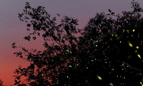 Kuala Selangor Fireflies Day Tour-D Asia Travels