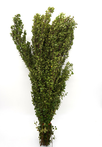 African Boxwood | Skyline Flowers