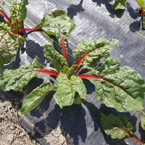 Organic Swiss Chard - bunch | hope-mountain-farm