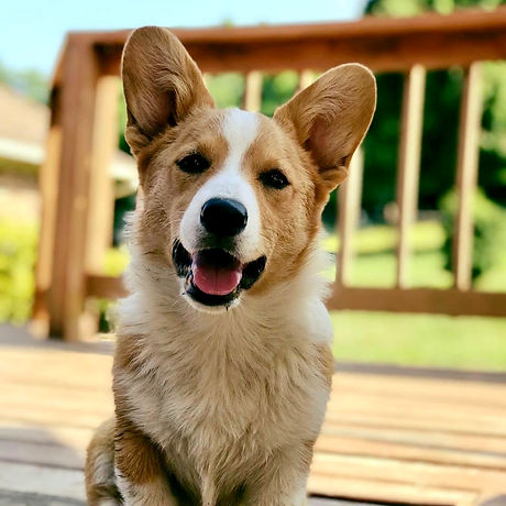 Home | Wiggle B Ranch Corgis