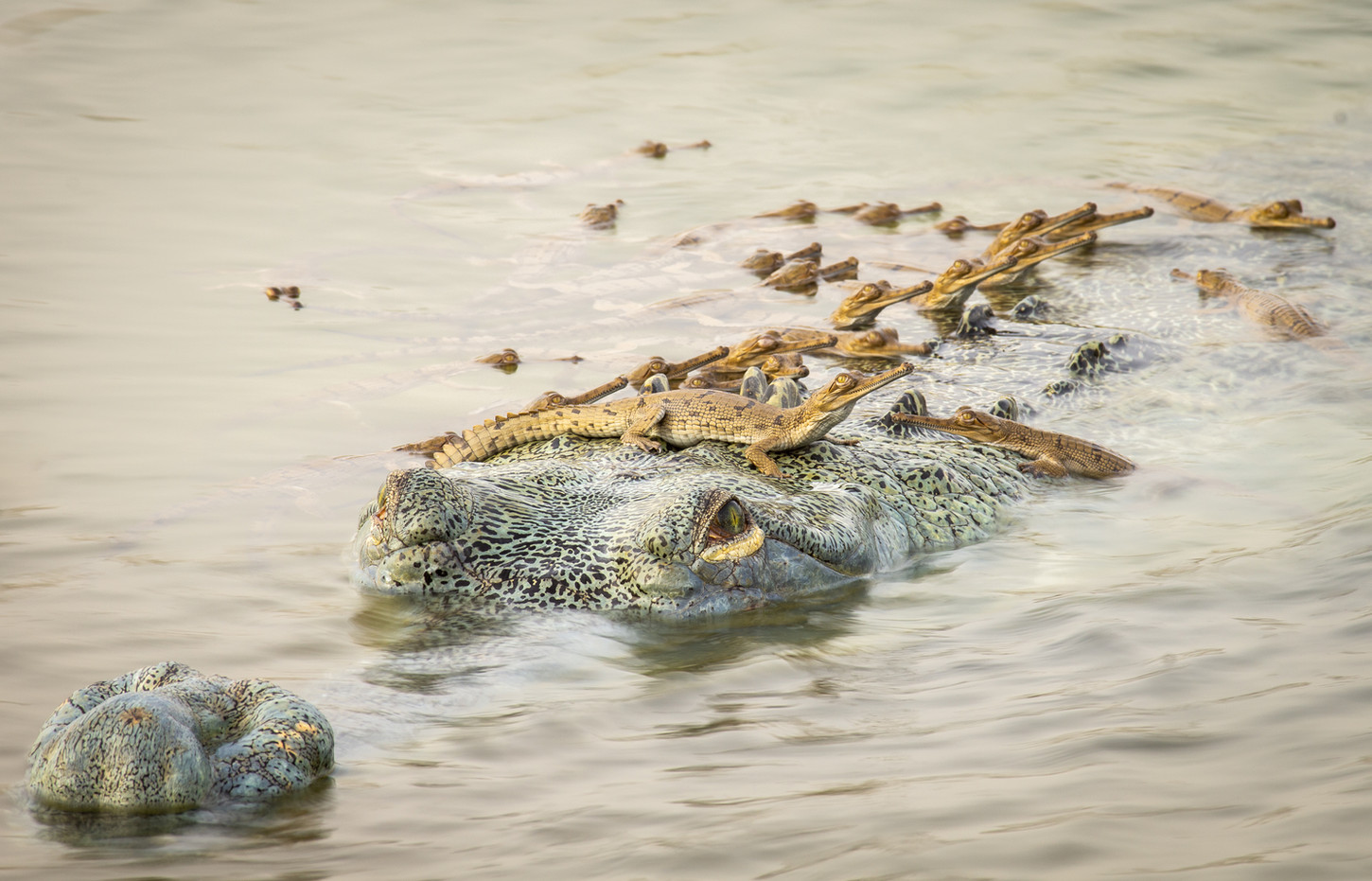 HOME | Aditya Panda Safaris