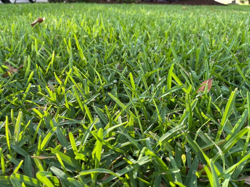 St. Augustine Floratam | Sod-X Inc